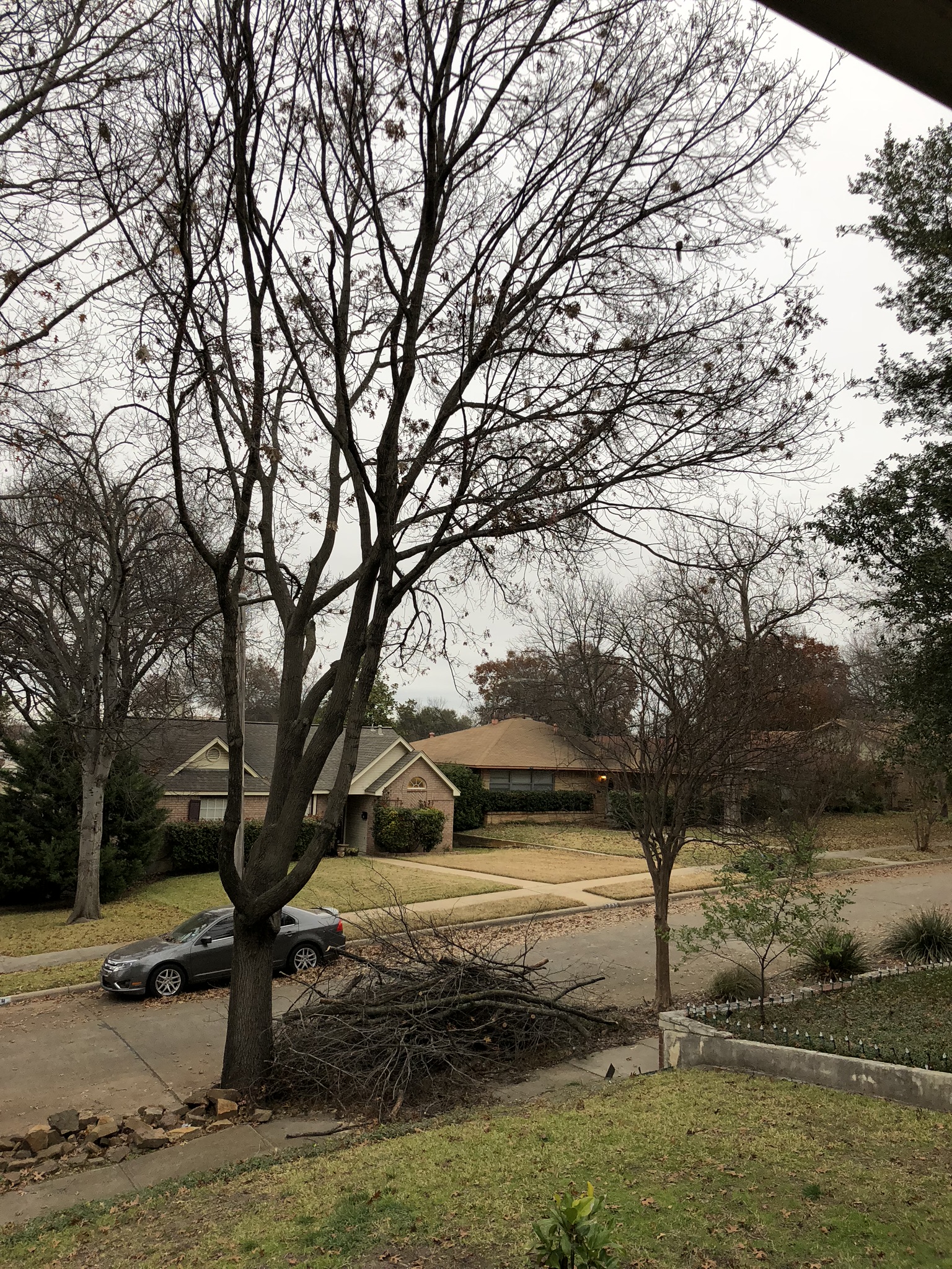 Tree Trimming, Trees Look Clean and Open | White Rock Tree Wizards